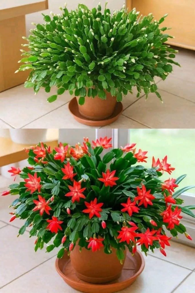 Christmas Cactus Care – Easy Foods